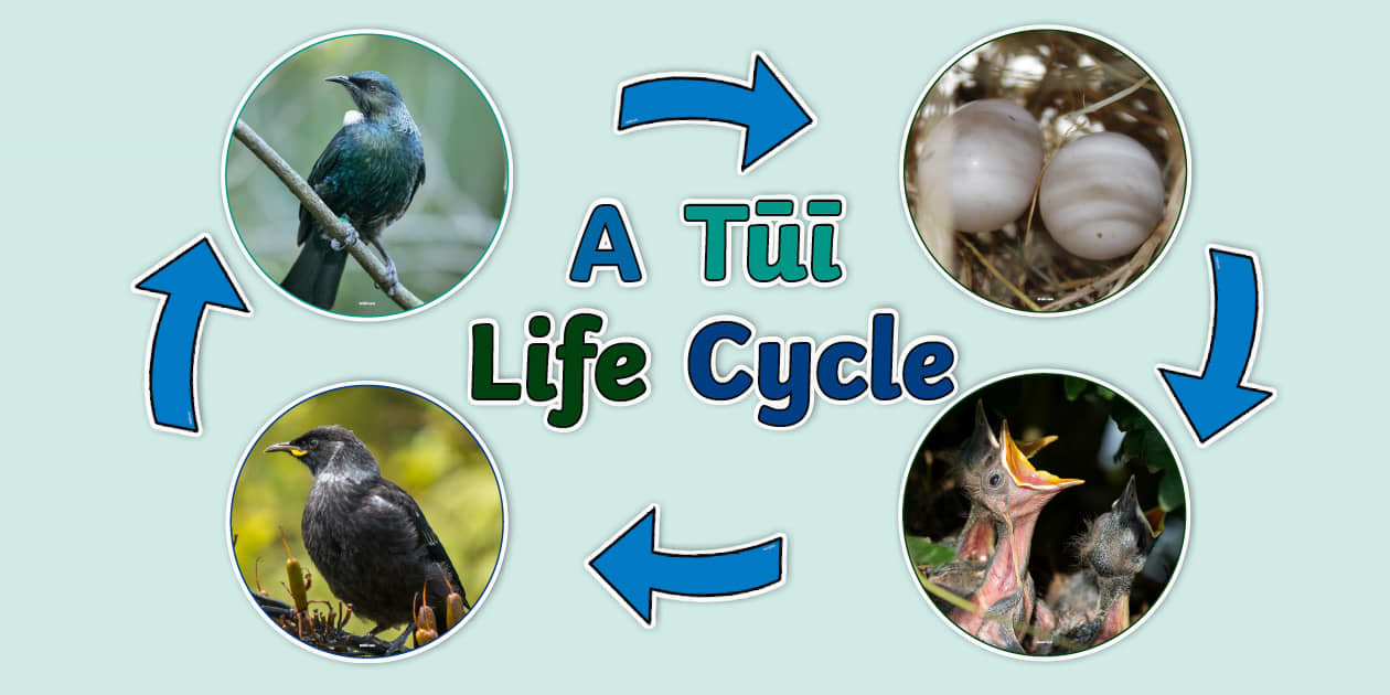 Tūī Life Cycle Cut Outs (teacher made) - Twinkl