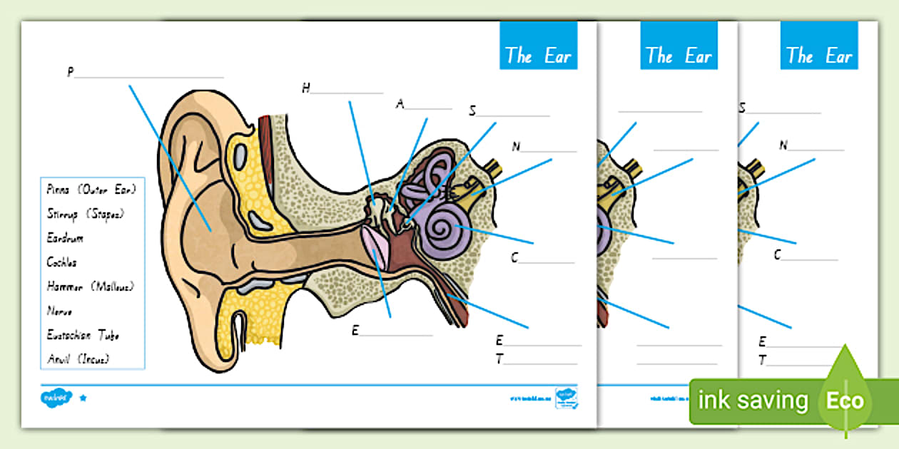 Ear Diagram and Labelling Worksheet (teacher made) - Twinkl