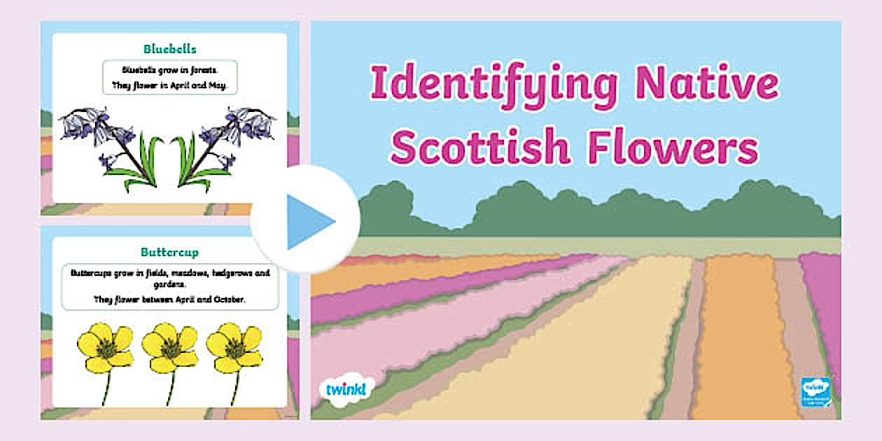 Identifying Scottish Flowers PowerPoint - Scotland - Nature