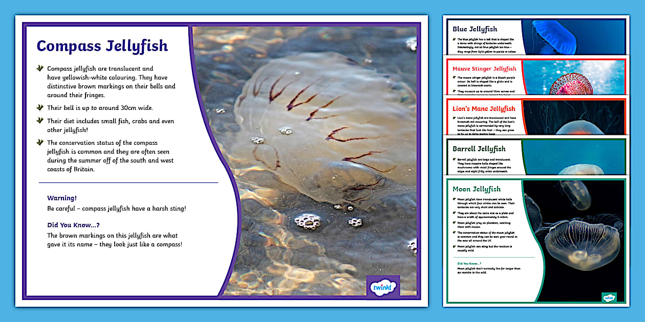 Jellyfish Species Display Posters (teacher made) - Twinkl