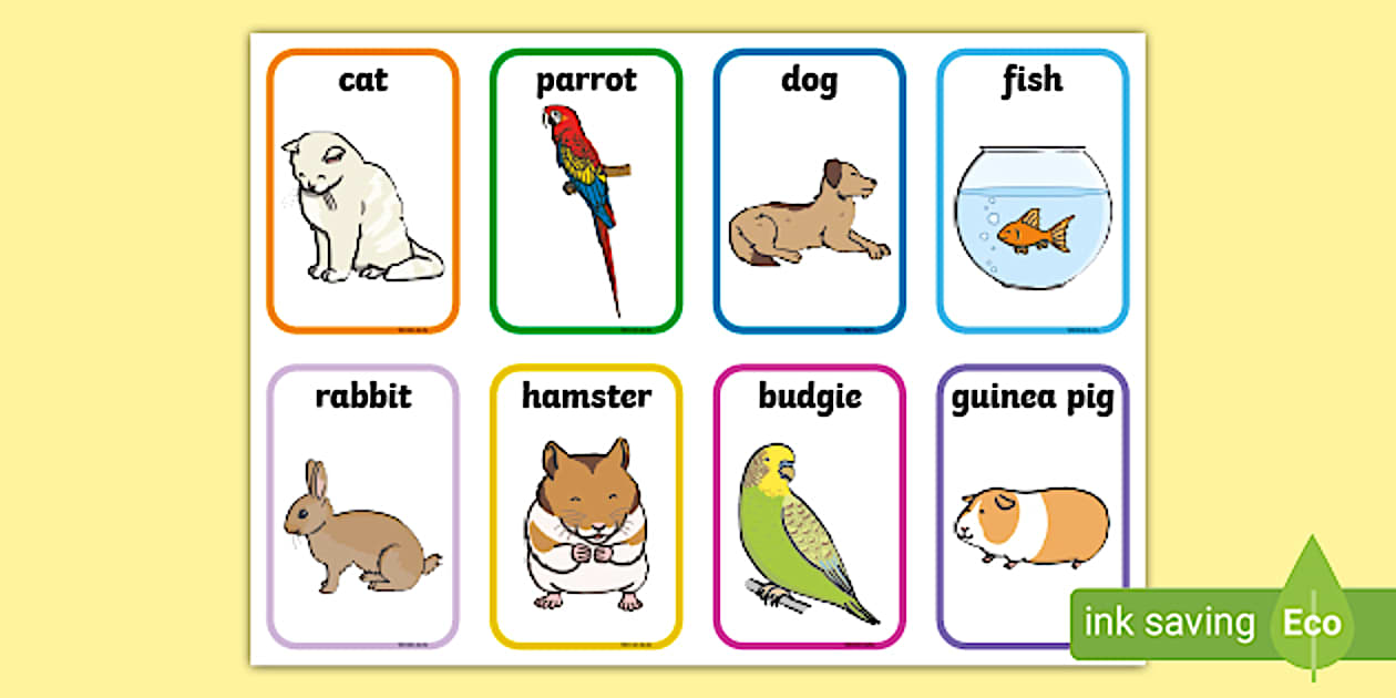 Pet Flashcards (teacher made) - Twinkl