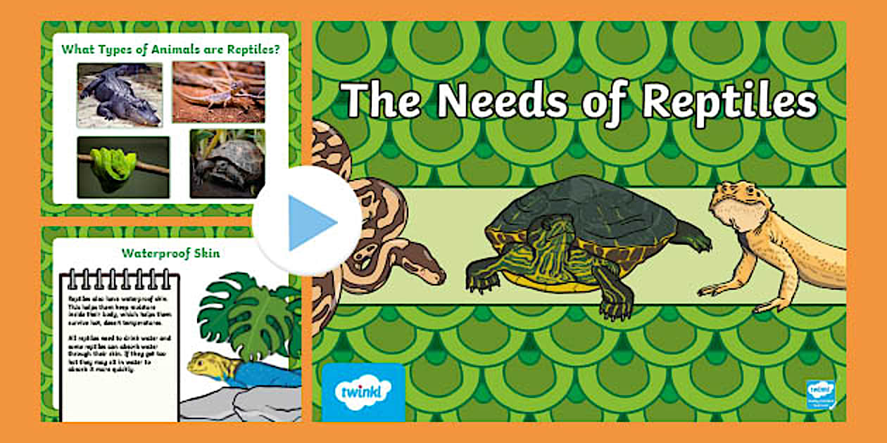 The Needs of Reptiles PowerPoint - Twinkl