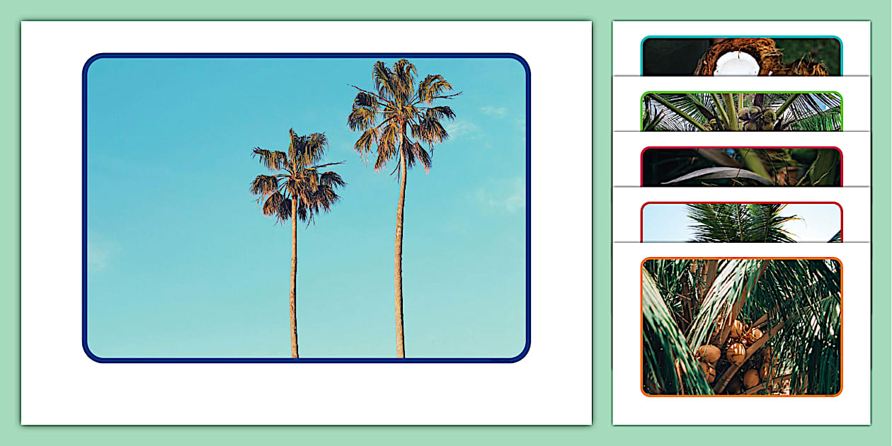 Coconut Tree Display Photos (Teacher-Made) - Twinkl