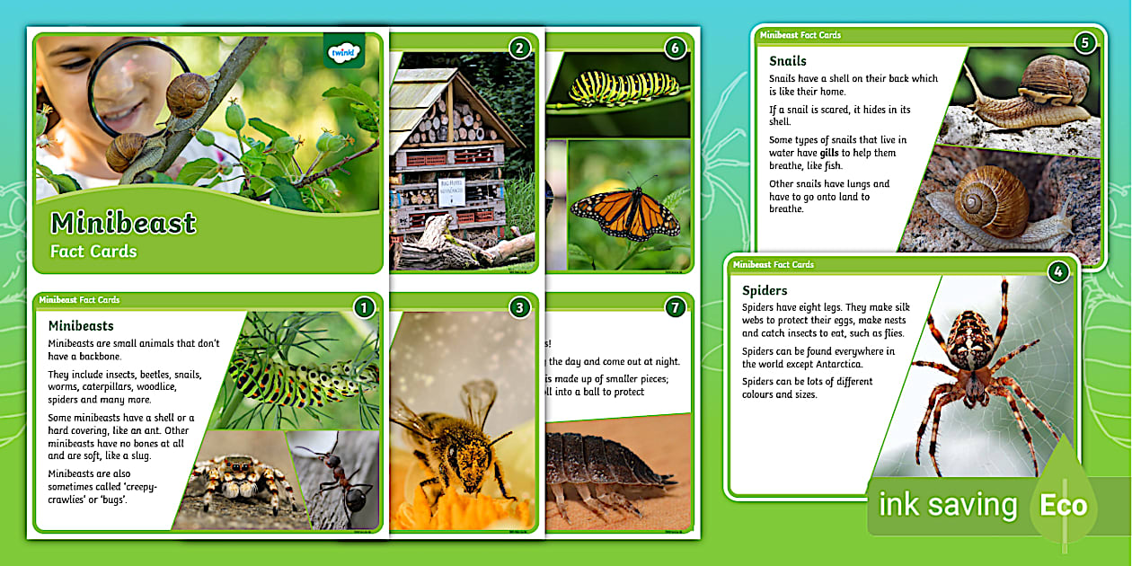 EYFS Minibeast Fact Cards | Twinkl - Twinkl