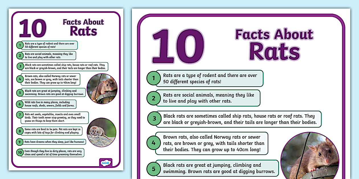 10 Facts about Rats Display Poster (Teacher-Made) - Twinkl