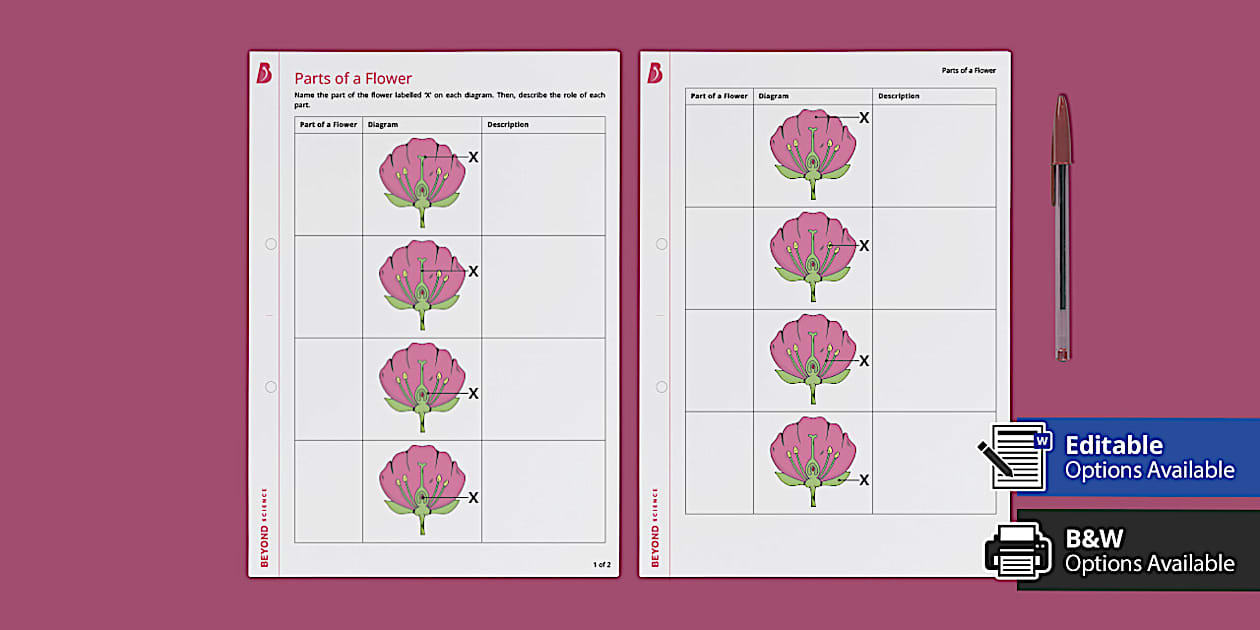 Parts of a Flower Worksheet (teacher made) - Twinkl