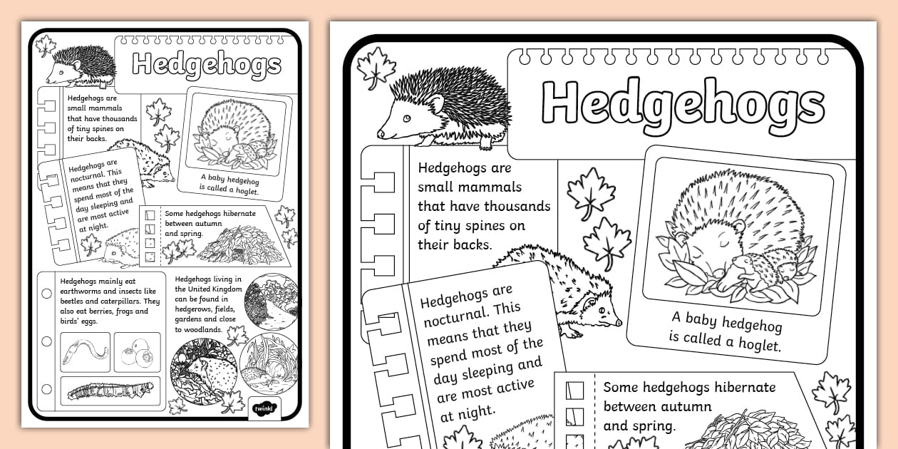 KS1 Hedgehog Facts Colouring Page - Animals (Teacher-Made)