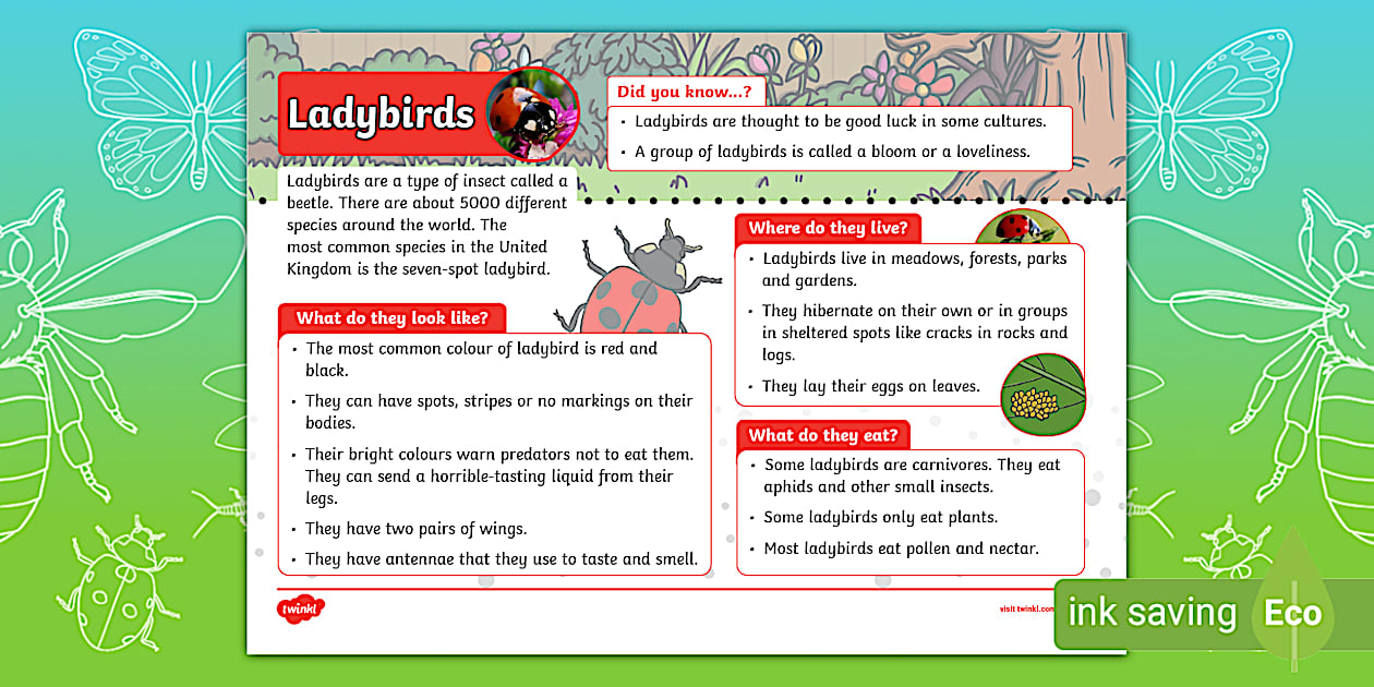 KS1 Ladybird Fact File | Animal Fact Files | Twinkl - Twinkl