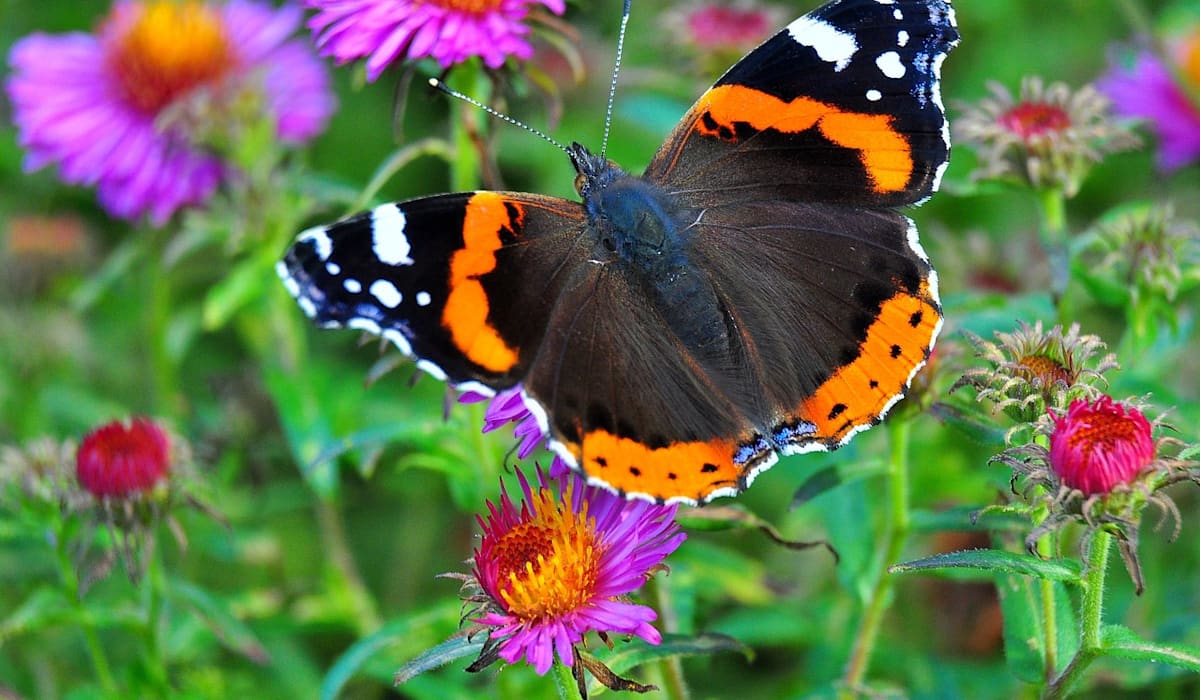 The Big Butterfly Count 2024 - Twinkl NewsRoom - Twinkl