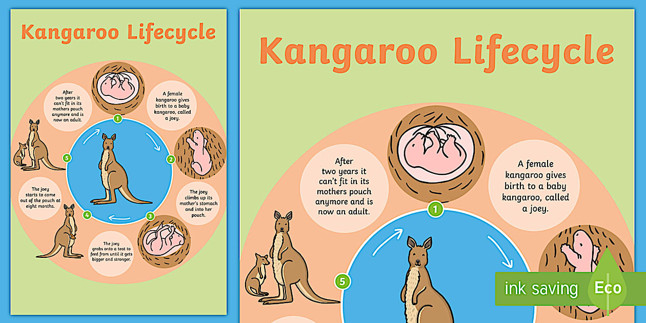 Kangaroo Life Cycle Poster | Twinkl (Teacher-Made) - Twinkl