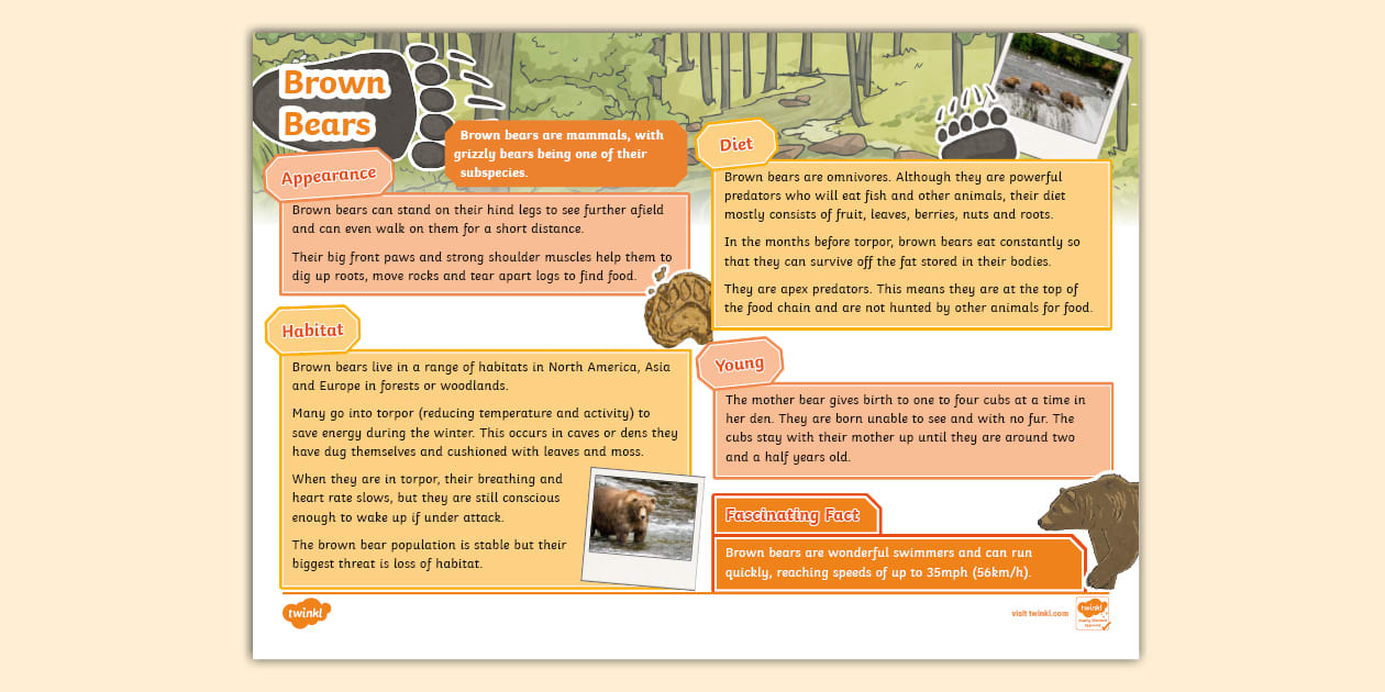 KS2 Brown Bear Fact File (Teacher-Made) - Twinkl