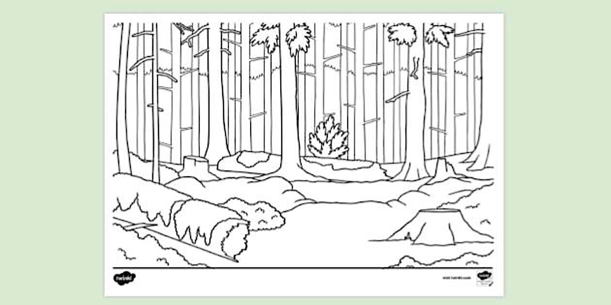 Dark Forest Colouring | Colouring Sheets (teacher made)