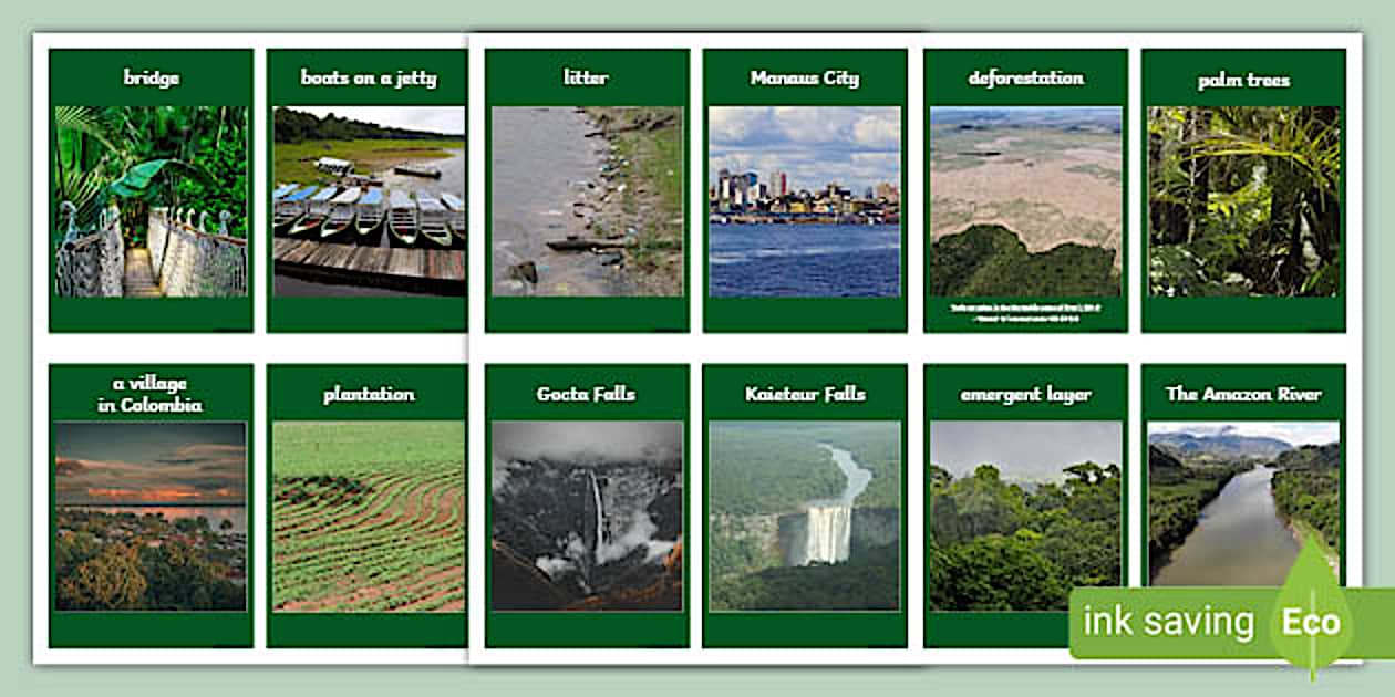 Features of the Amazon Rainforest Sorting Cards - KS2