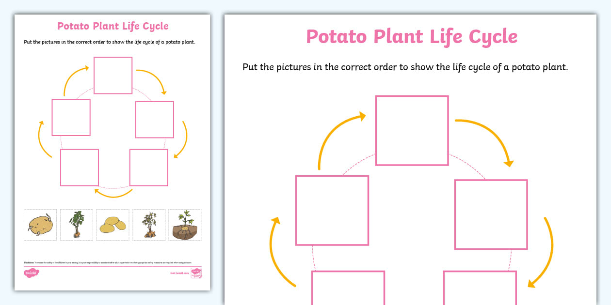 Potato Life Cycle Worksheet (ティーチャーメイド)