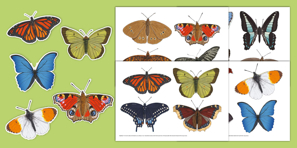 Butterfly Cut-Outs (teacher made) - Twinkl