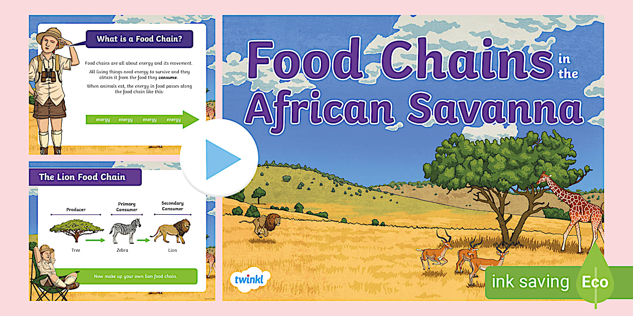 Lion Food Chain PowerPoint | Science Resources - Twinkl