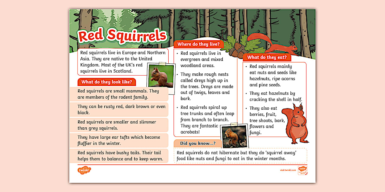 Red Squirrel Fact File - Twinkl - KS1 (teacher made)
