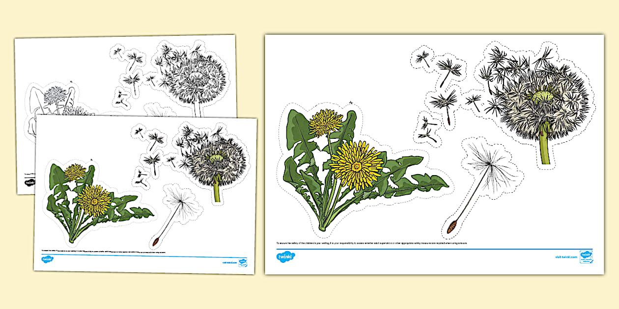 Dandelion Cut-Outs (Teacher-Made) - Twinkl