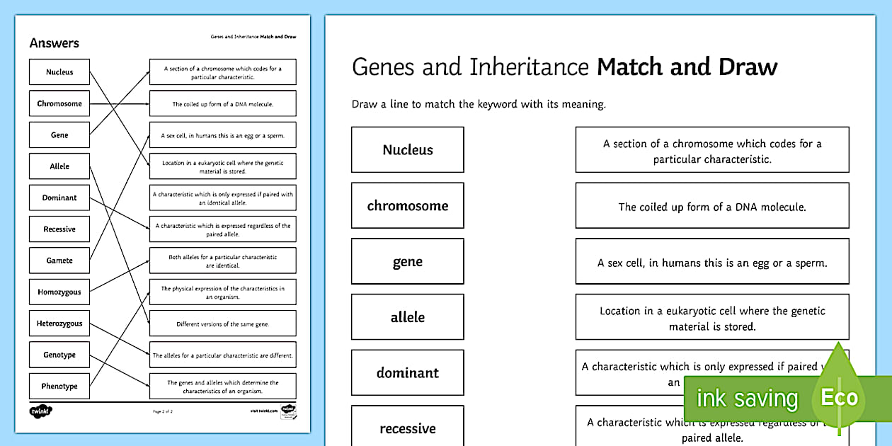 Genes and Inheritance Match and Draw (teacher made) - Twinkl