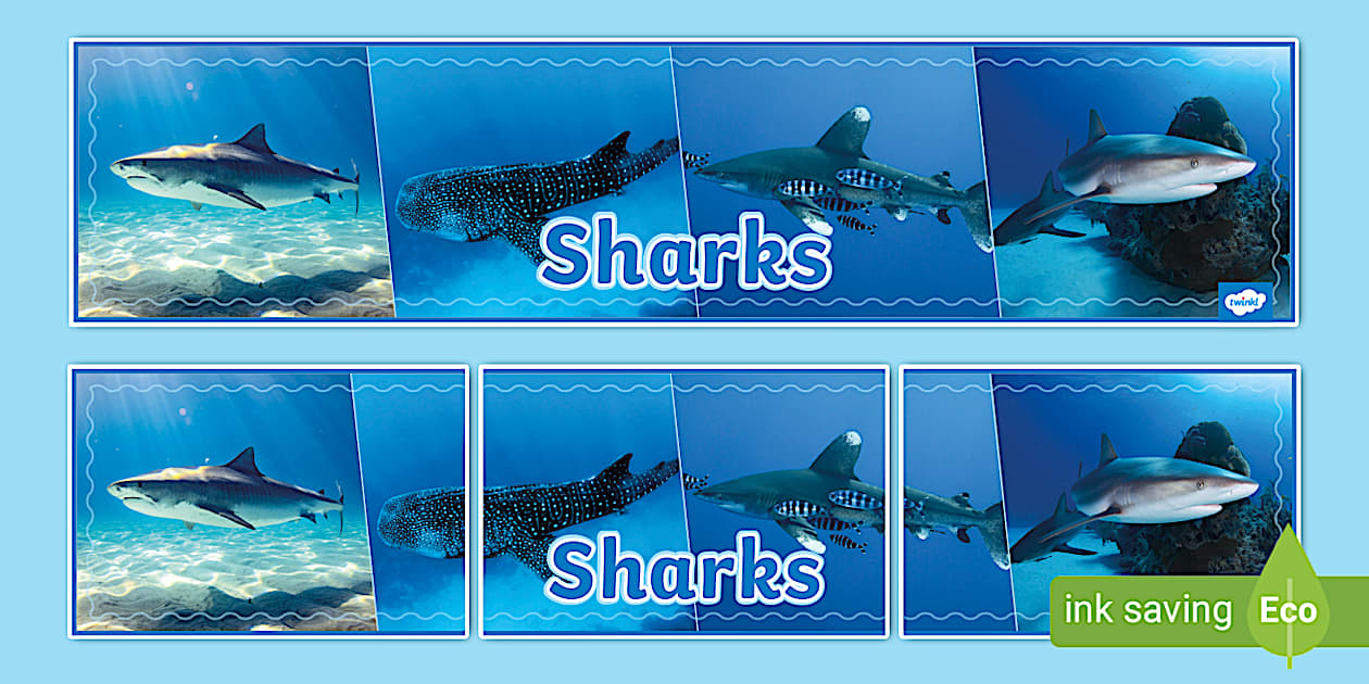 Sharks Photo Display Banner (teacher made) - Twinkl
