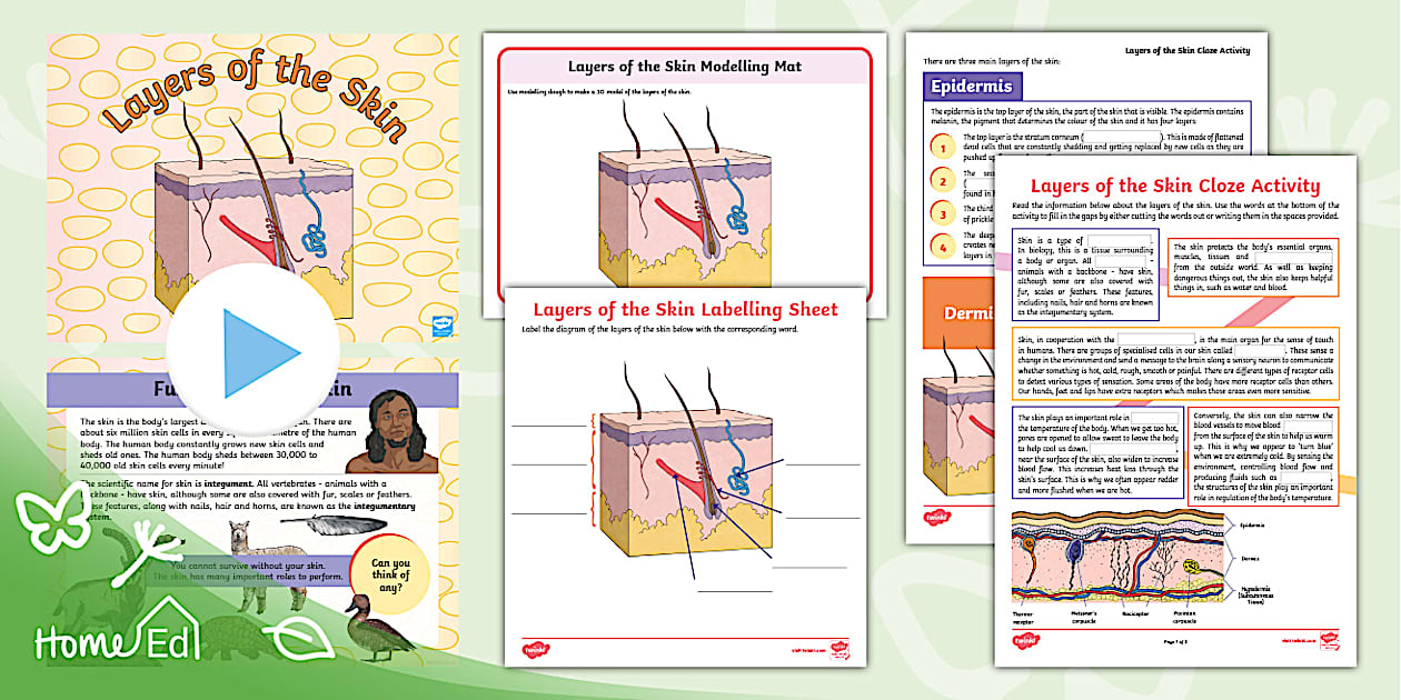 Layers of the Skin Resource Pack (teacher made) - Twinkl