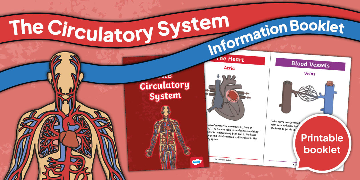 The Circulatory System Information Booklet