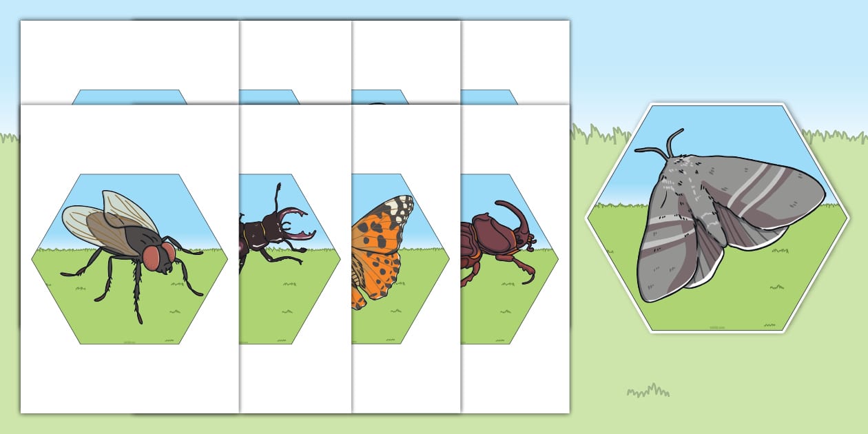 Bugs and Insects Hexagon Display Shapes - Twinkl