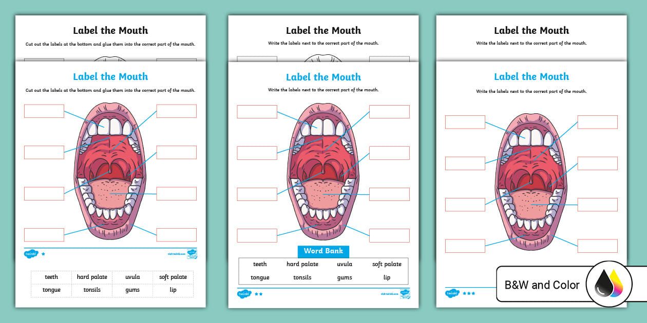 Label the Mouth Differentiated Activity for 3rd-5th Grade