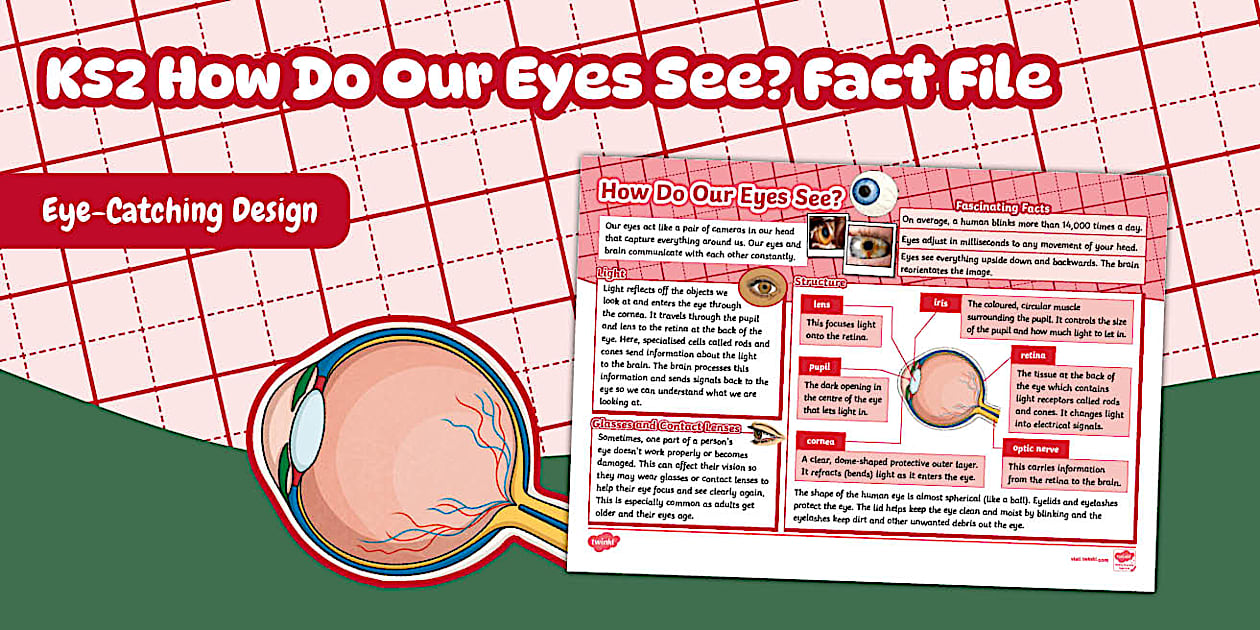 KS2 How Do Our Eyes See? Fact File
