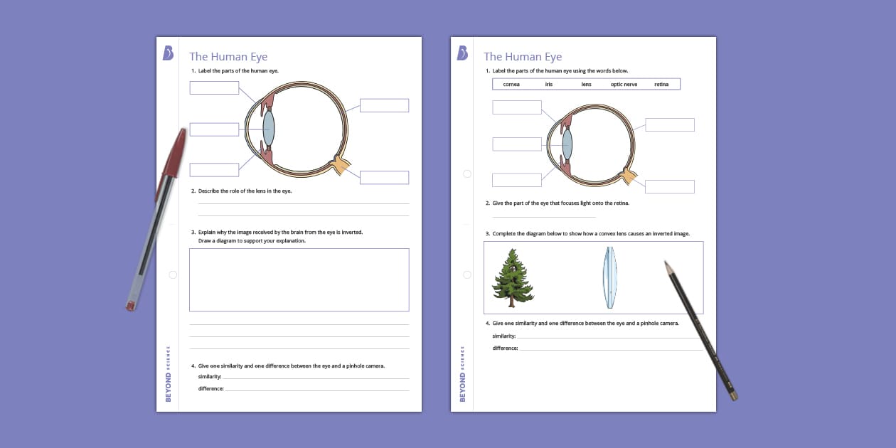 KS3 The Human Eye Homework Worksheet / Worksheet - Twinkl