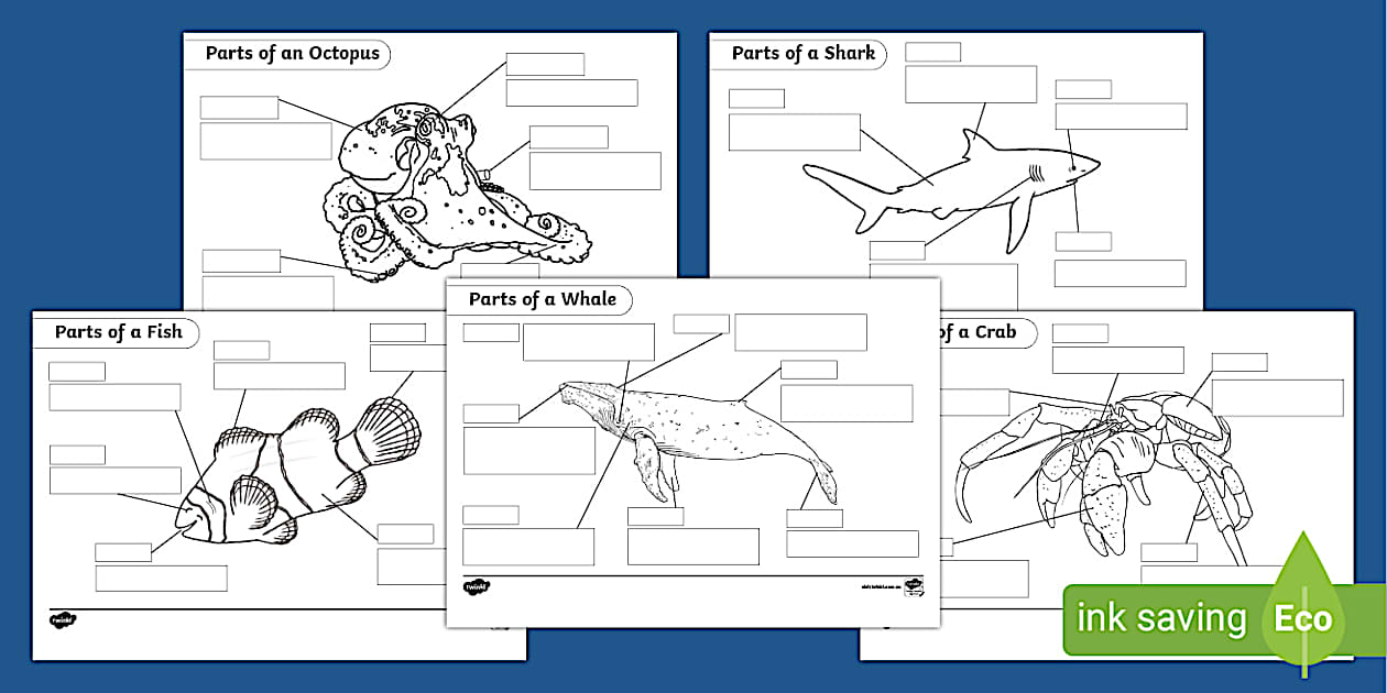 Drawings of Sea Animals | Labelling Activity | Twinkl