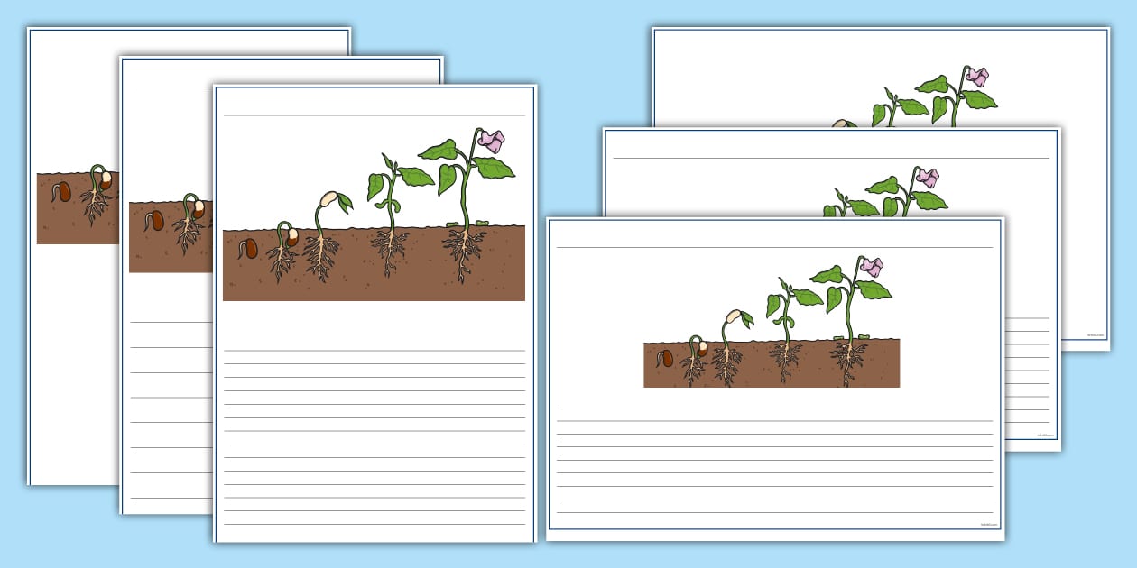 The Life Cycle of a Bean Plant Writing Frame (teacher made)