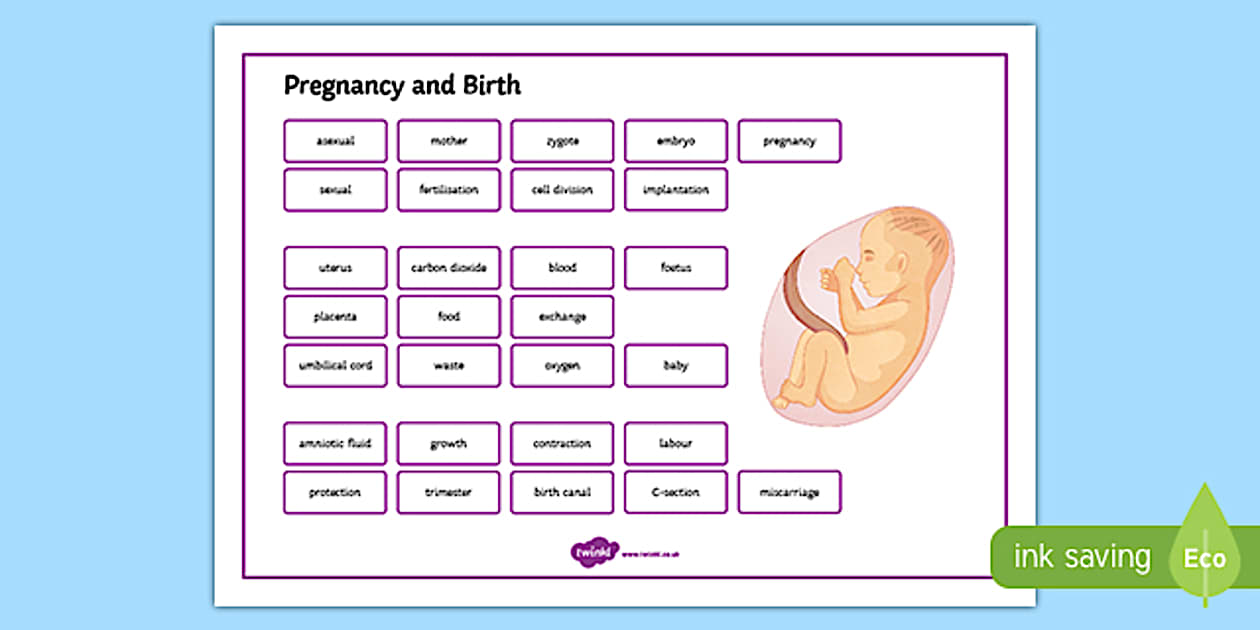 Pregnancy and Birth Word Mat (teacher made) - Twinkl