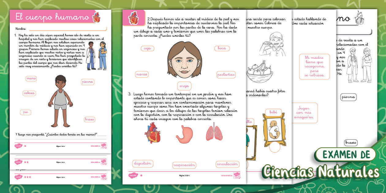 Examen competencial: El cuerpo humano. Primer ciclo - Twinkl