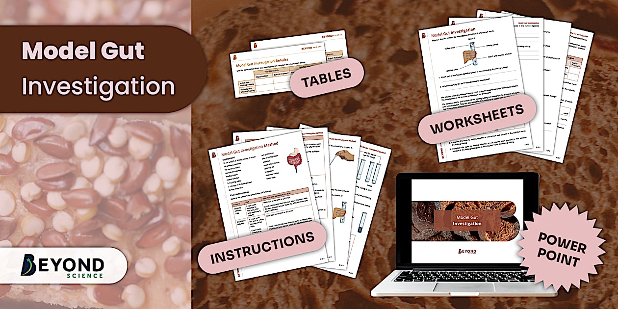Model Gut Investigation Pack | KS3 Biology | Beyond Science