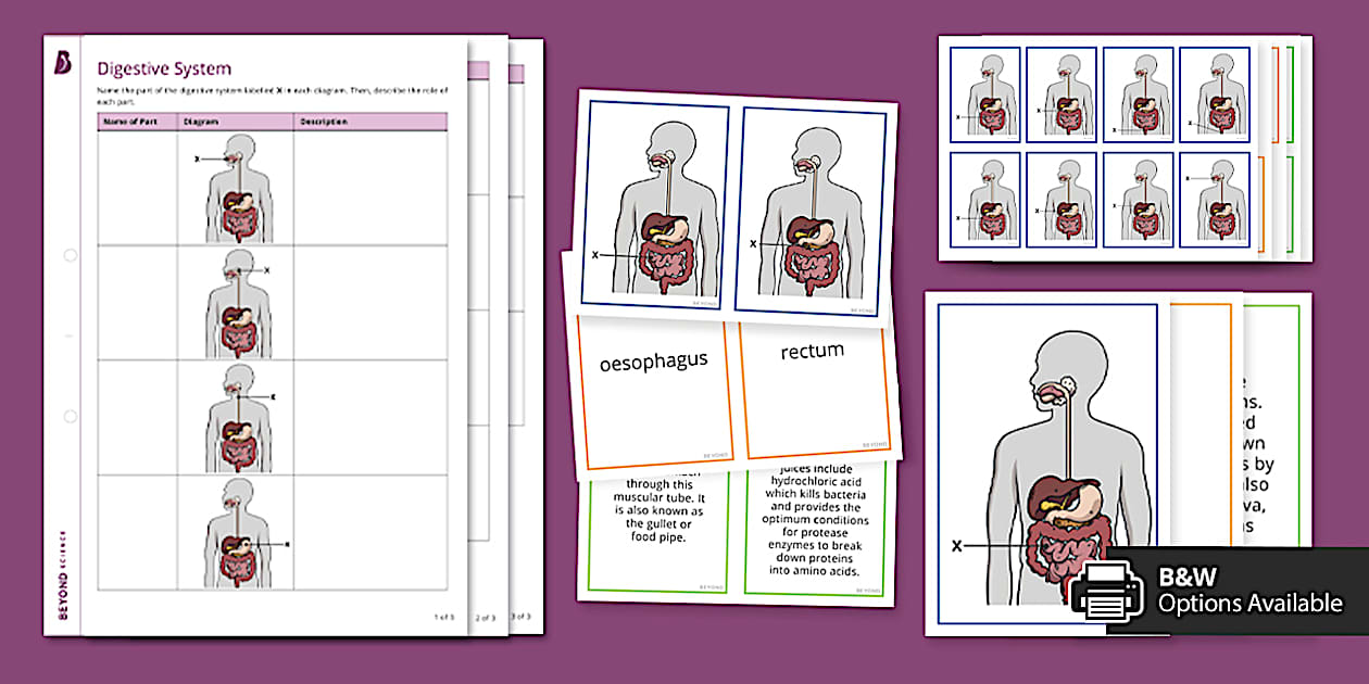 Digestive System Resource Pack | Biology | Beyond - Twinkl