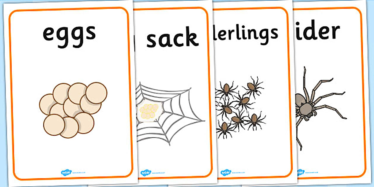Spider Life Cycle Growth Display Posters -spider posters, spider life cycle