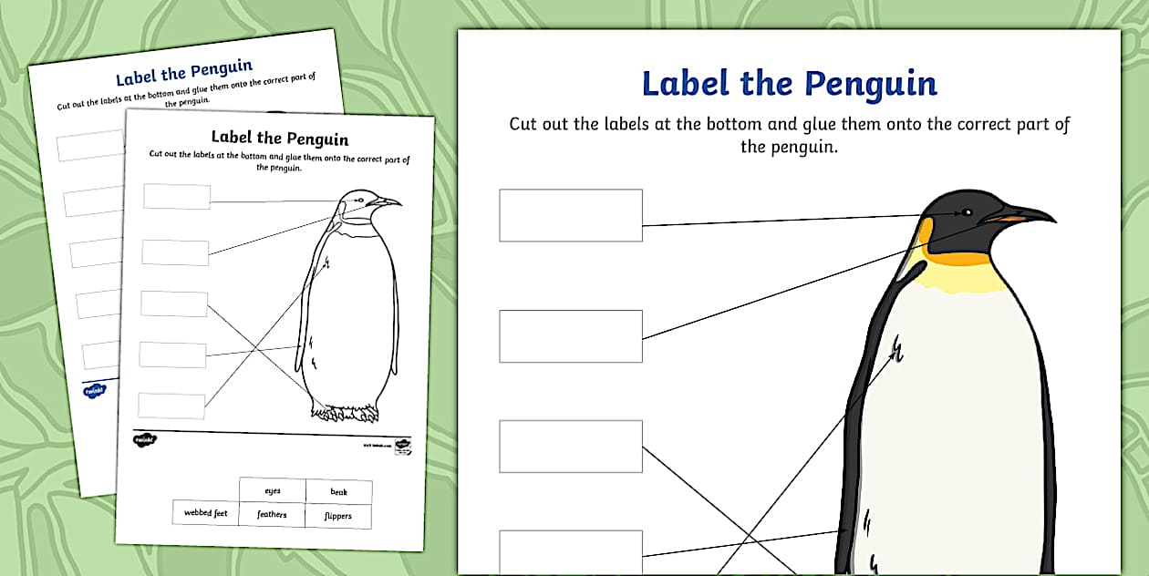 Label the Penguin Worksheet - Twinkl Science - Twinkl