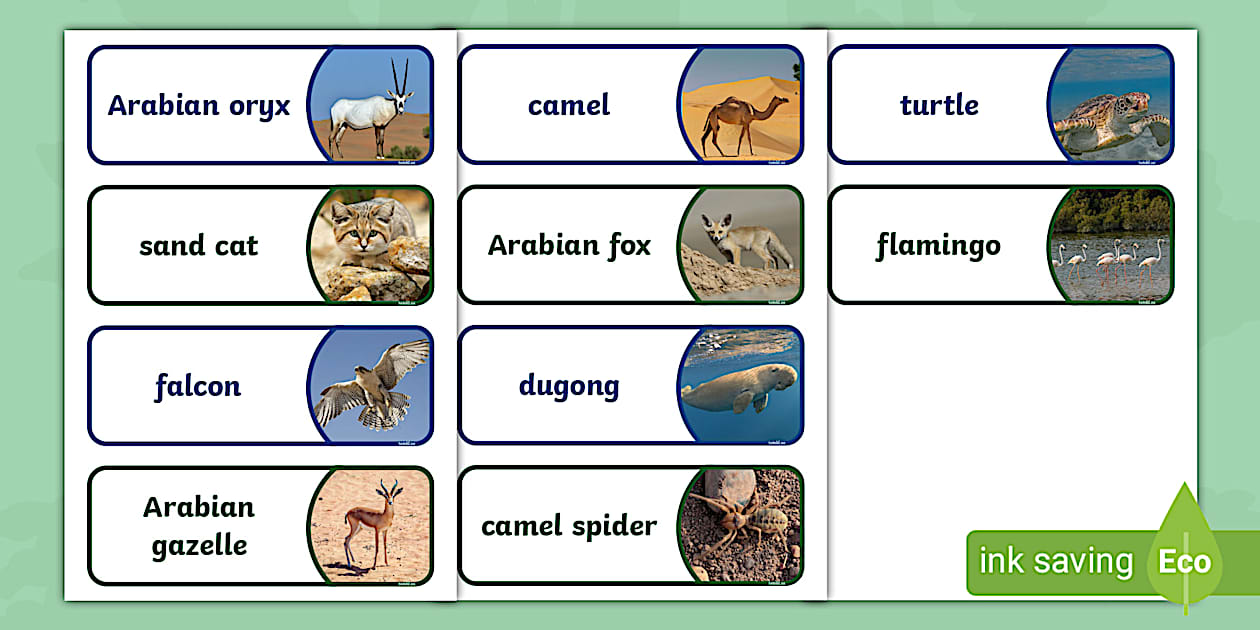 UAE Animals Word Cards (teacher made) - Twinkl