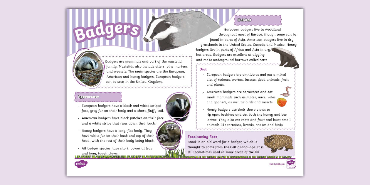 KS2 Badger Fact File - Animals - Mammals - Twinkl