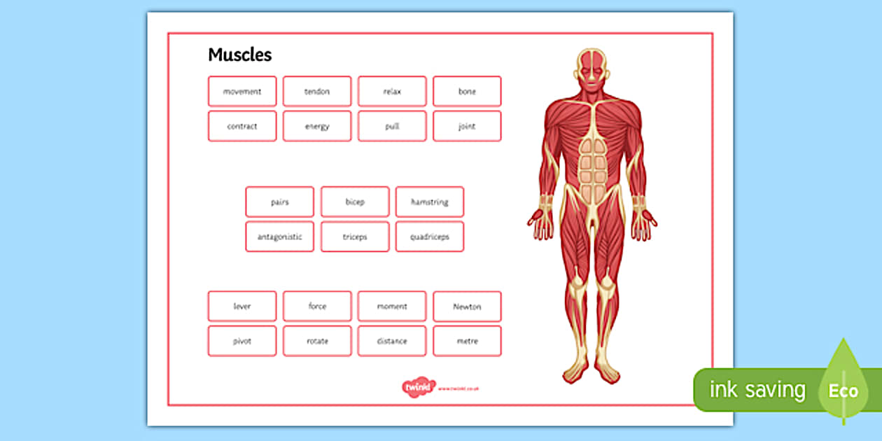 Editable KS3 Muscles Word Mat (professor feito) - Twinkl