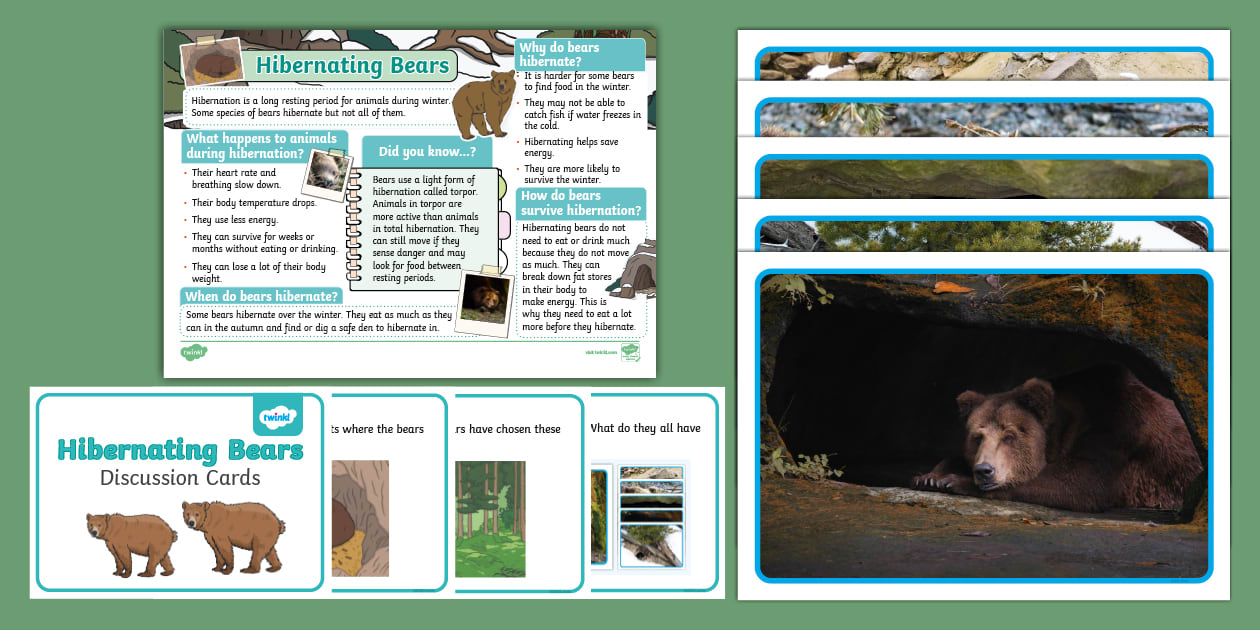 Hibernating Bears Fact File and Photo Activity Pack - Twinkl