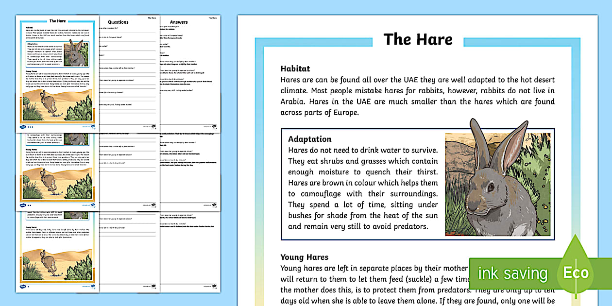 Hare Differentiated Reading Comprehension Activity - Twinkl