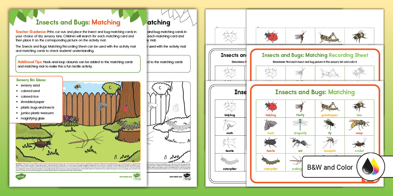 Insects and Bugs Sensory Bin (teacher made) - Twinkl