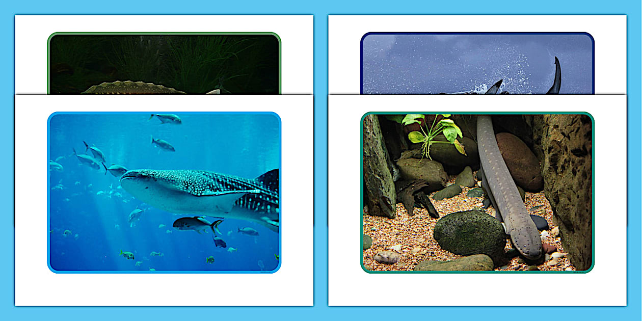 Long Fish Photo Pack. (teacher made) - Twinkl