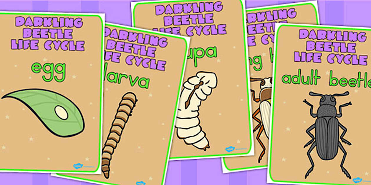 Darkling Beetle Life Cycle Display Posters - Twinkl