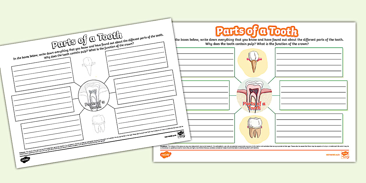 Parts of a Tooth Mind Map
