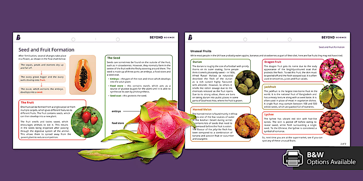 Seed and Fruit Formation Reading Comprehension | Beyond
