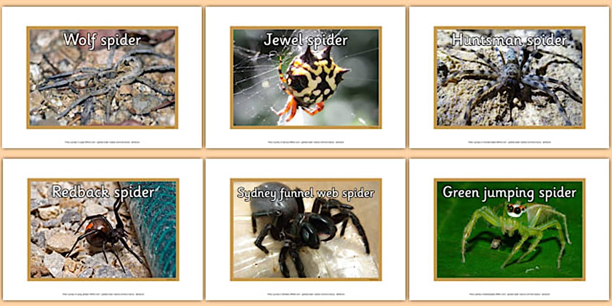 Australian Spiders Display Photos (Teacher-Made) - Twinkl