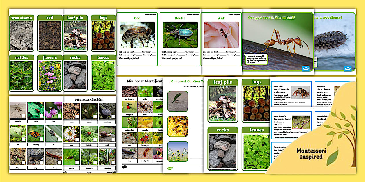 Montessori Mini Beasts Resource Pack - Twinkl